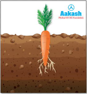 Roots: Function, Modifications & Examples | AESL
